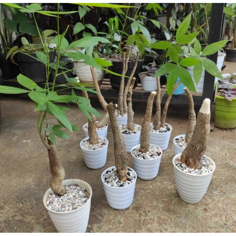 Jual tanaman hias bonsai pachira // bonsai pachira money tree | Shopee ...