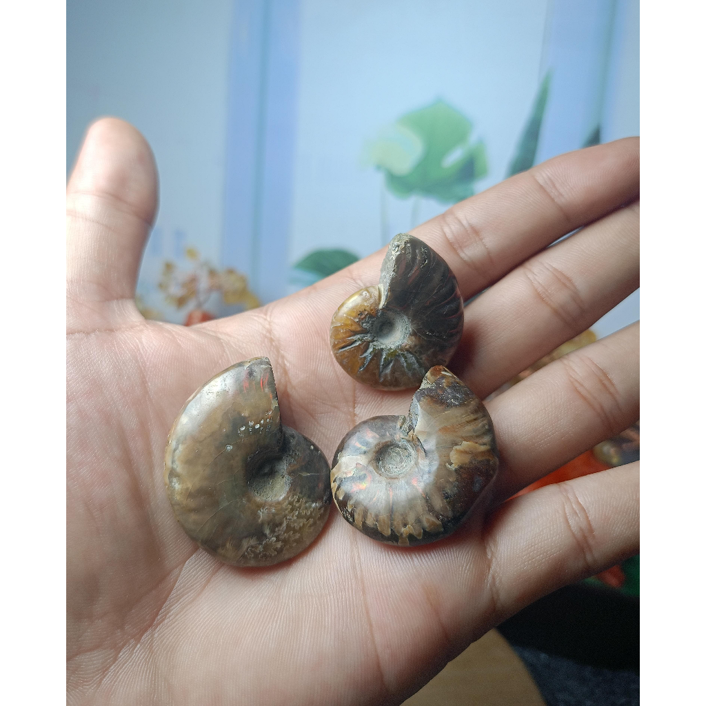 Jual Batu Natural Fossil Keong Rainbow Top Grade (Paket 29) | Shopee ...