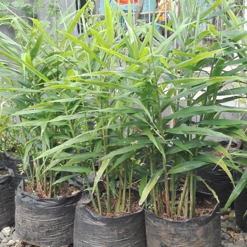 Jual Bibit Jahe Merah Tinggi 30-50cm (Zingiber officinale) | Shopee ...