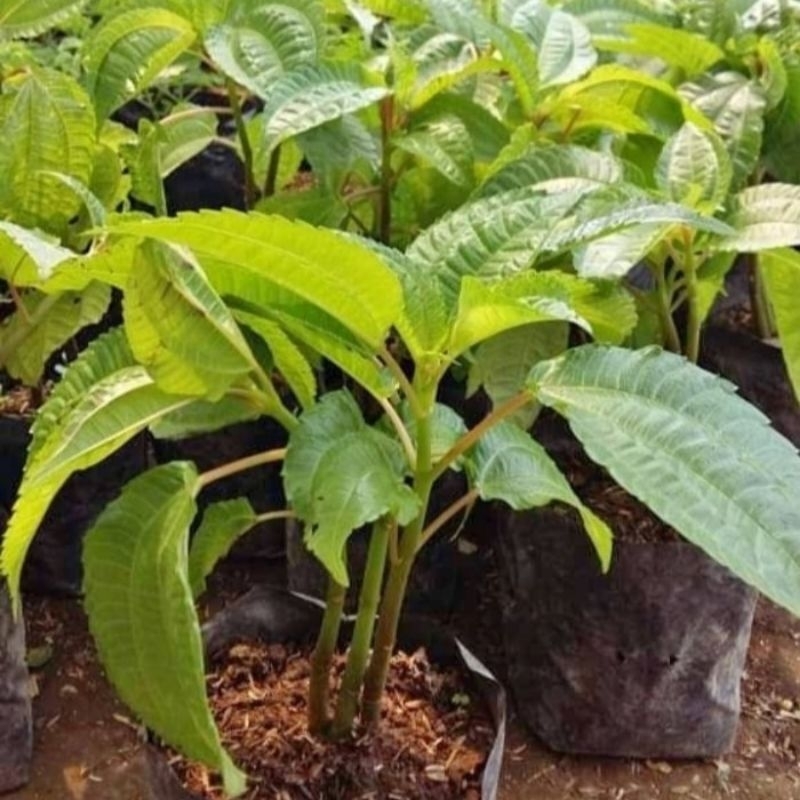 Jual Bibit Tanaman Daun Pohpohan Cabutan / Tanaman sayur lalapan Poh ...