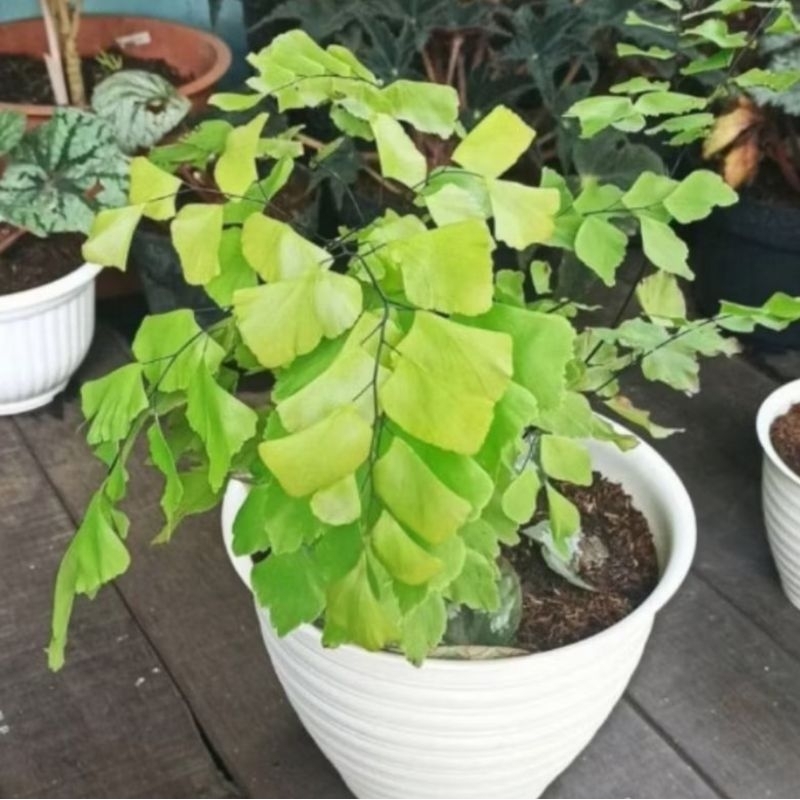 Jual Tanaman Hias Indoor Suplir Giant/Suplir Gajah Daun Besar | Shopee ...