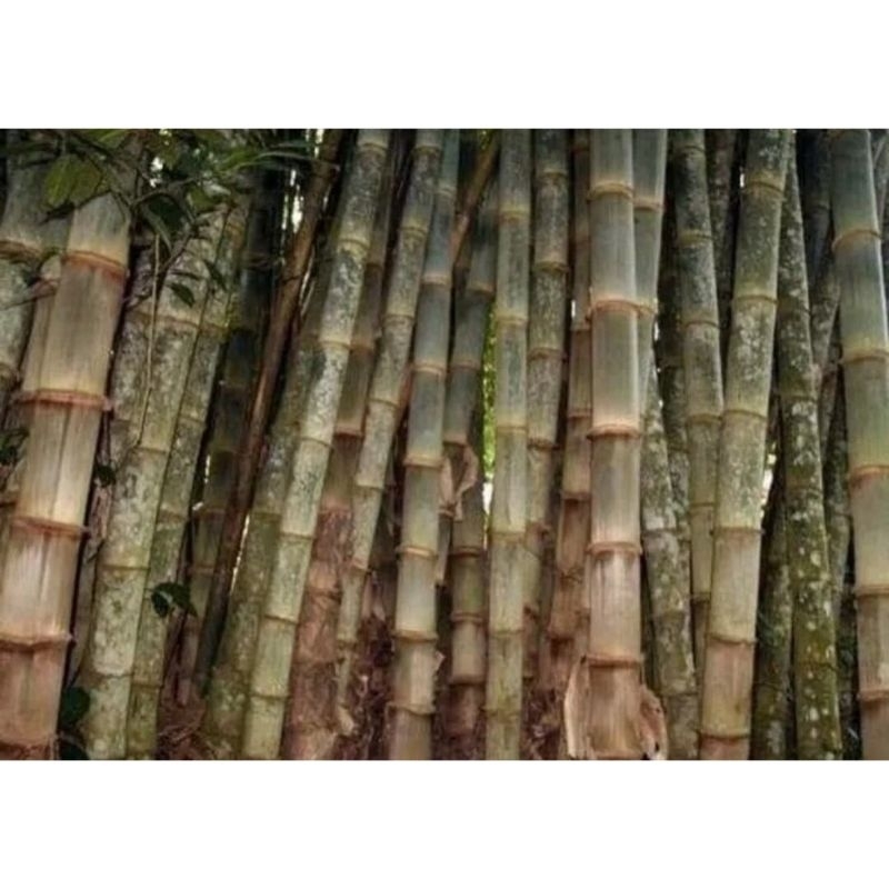 Jual Bibit bambu besar jumbo/bambu rembung | Shopee Indonesia