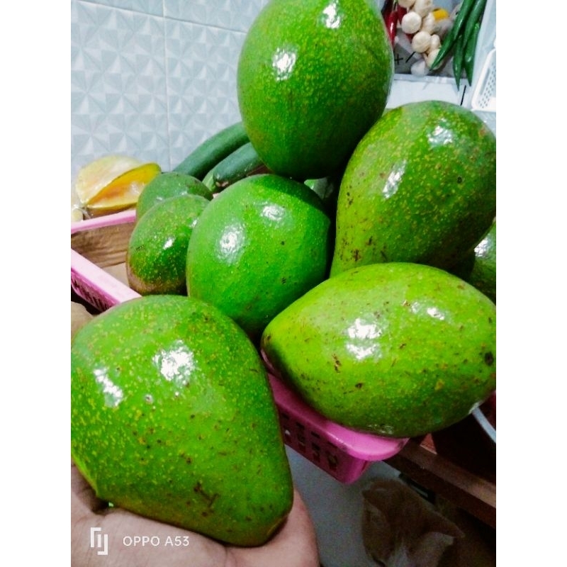 Jual alpukat miki langka- alpukat miki bulat daging lembut berat 1kg ...