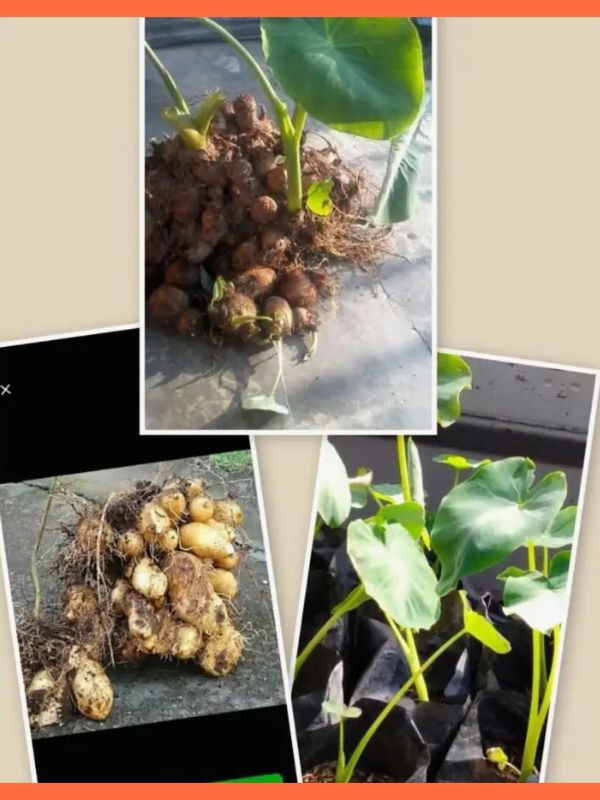 Jual Bibit talas jepang satoimo original siyap tanam | Shopee Indonesia