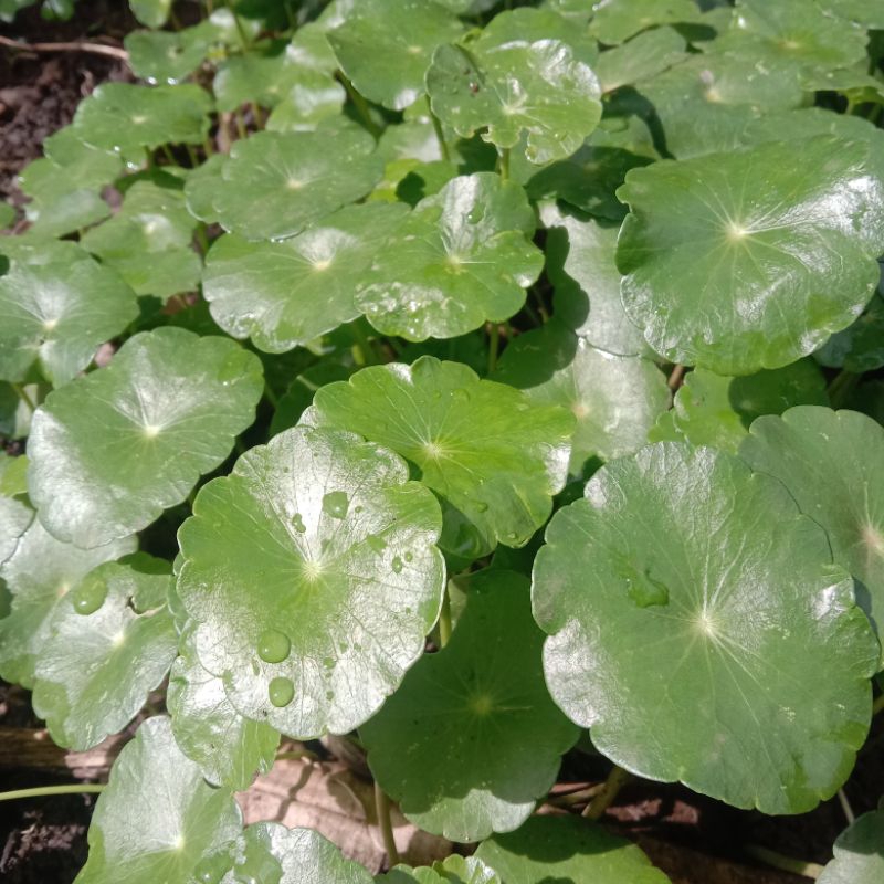 Jual daun pegagan atau antana segar 100gr | Shopee Indonesia