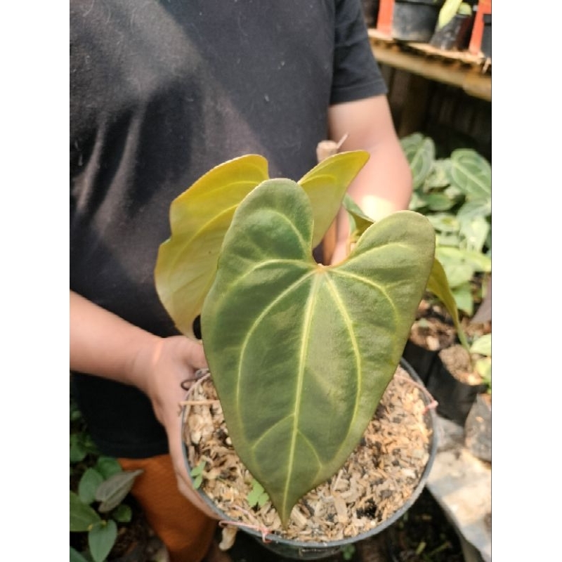Jual anthurium papi fs x papi legend | Shopee Indonesia