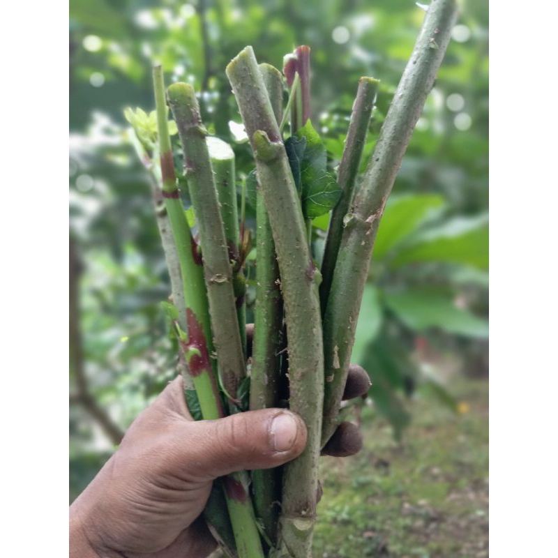 Jual 1 batang stek MUDA Singkong papua/telo papua pakan ternak | Shopee ...
