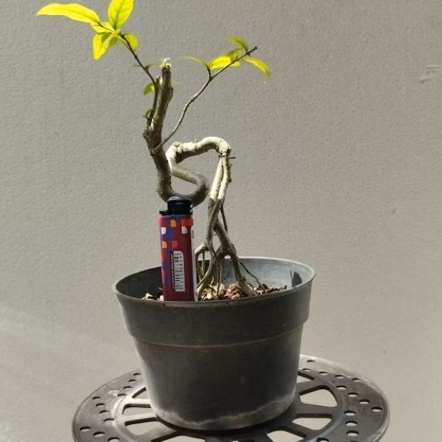 Jual Bonsai Mini Hidup Anting Putri Root Exposed | Bonsai Mini Siap ...