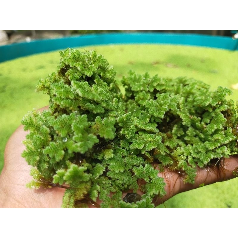 Jual bibit azolla super 300 gram | Shopee Indonesia