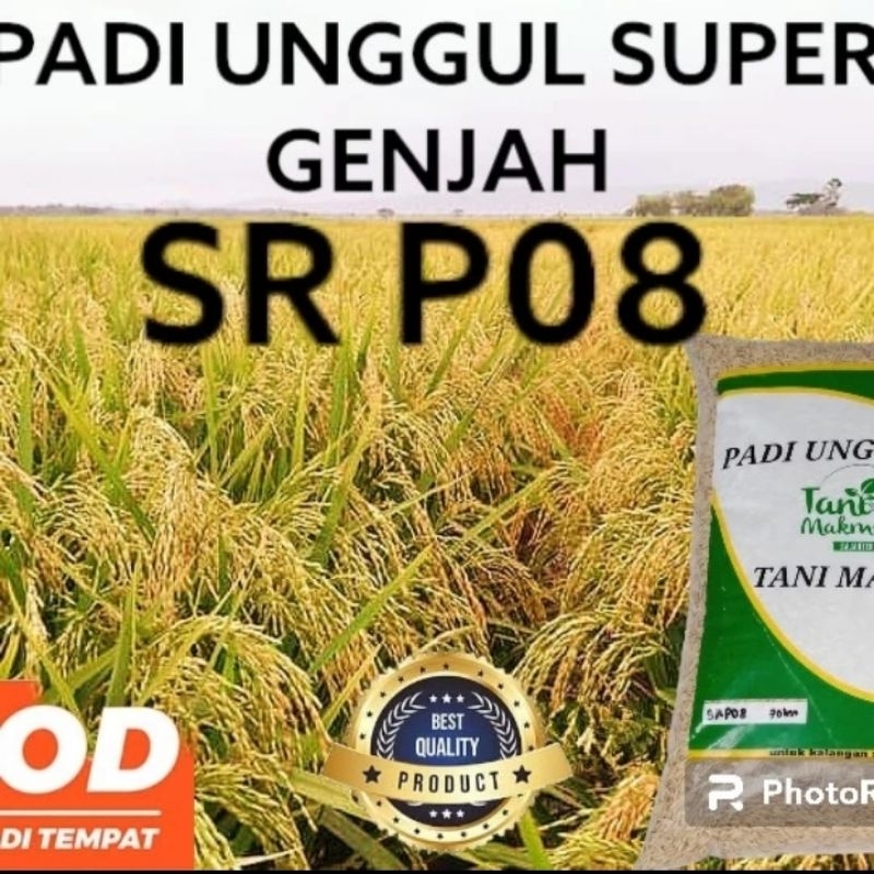 Jual Benih padi SR P08 ultra genjah KEMASAN 1KG | Shopee Indonesia