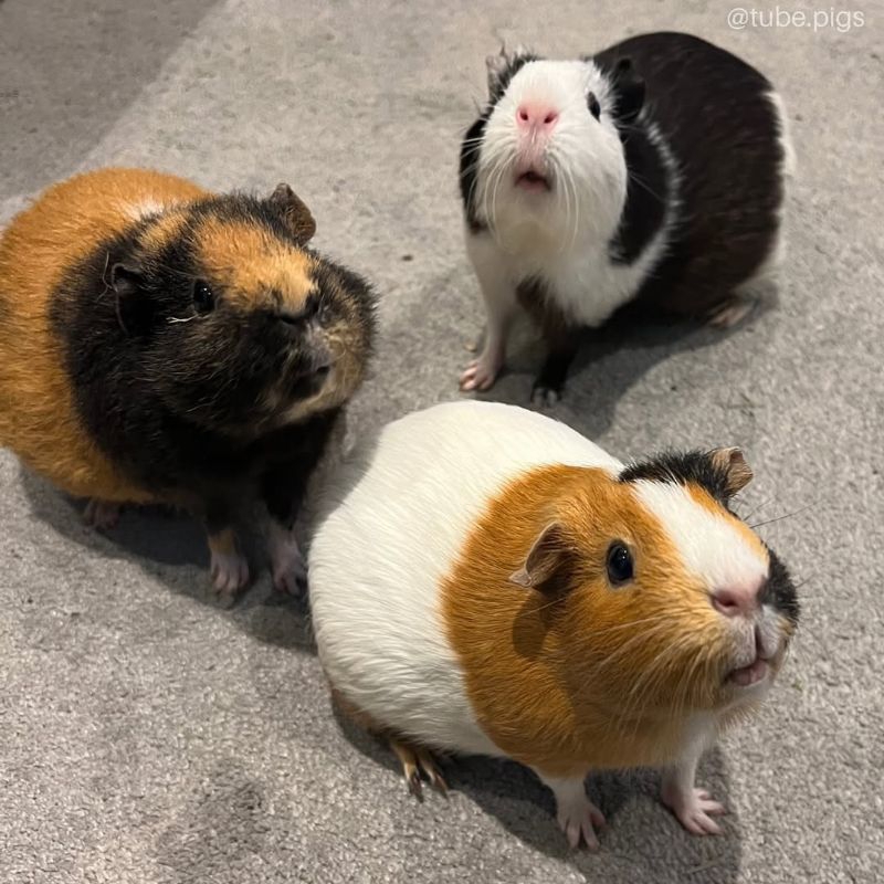 Jual Marmut American - Marmut Rambut Lurus - Guinea Pig American ...