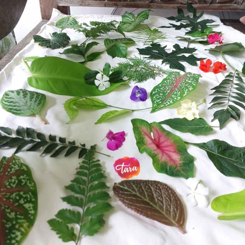 Jual Paket Daun Ecoprint Segar (120 lembar)/ Daun Bunga Ecopounding ...