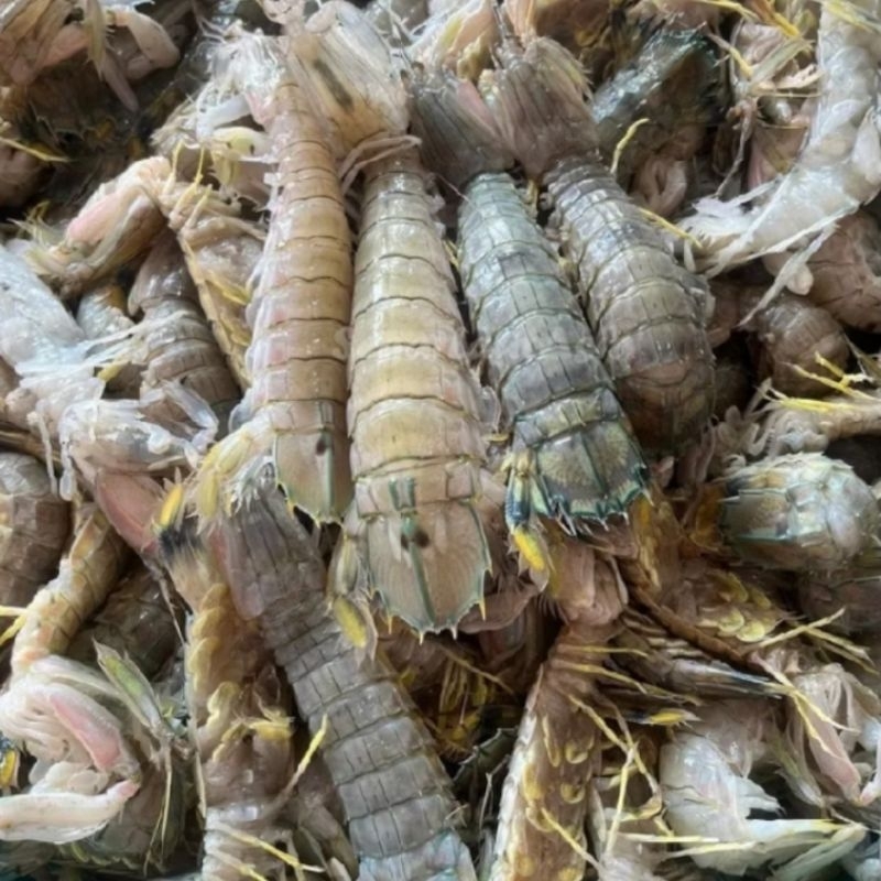 Jual Udang Mantis Udang Cakrek Udang Ronggeng Fresh Frozen MPASI ...