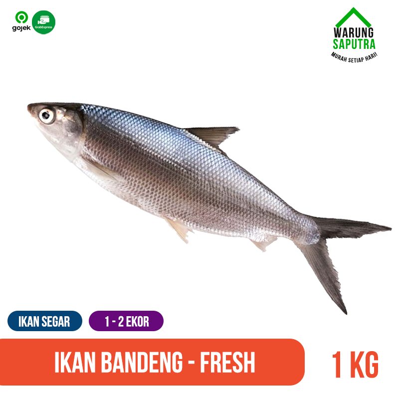 Jual Ikan Bandeng Besar Mati Segar Utuh 1 kg | Shopee Indonesia
