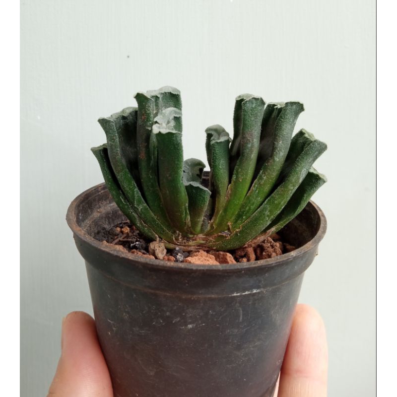 Jual Haworthia truncata dari biji. Bibit tanaman sukulen hawortia unik ...