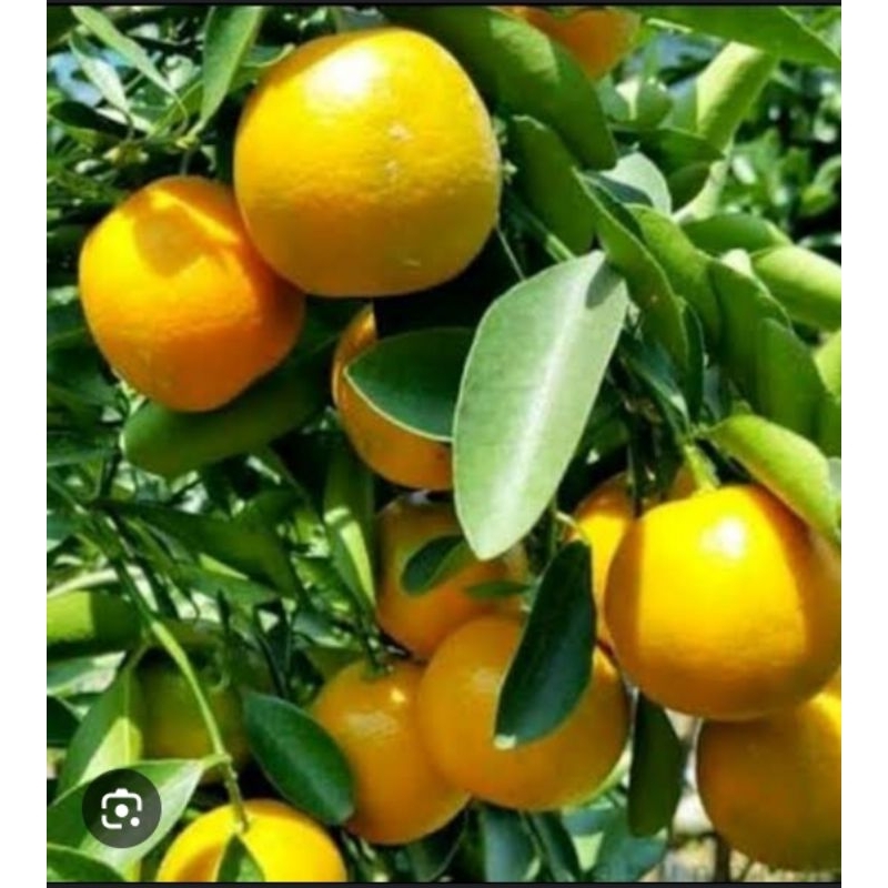 Jual tanaman jeruk SUPER INDUK CHOKUN 3KG | Shopee Indonesia