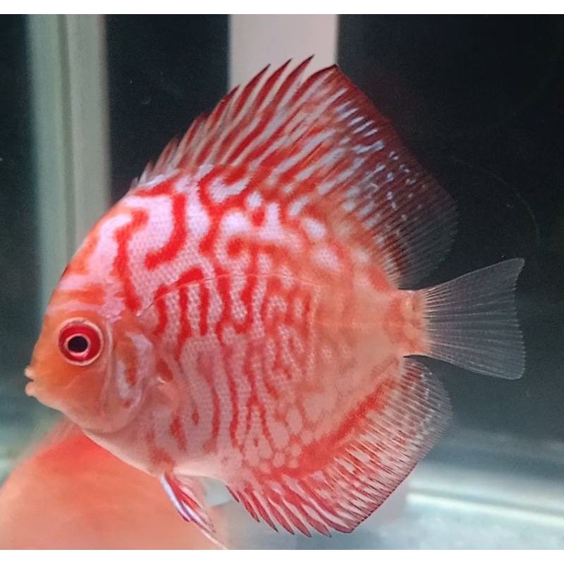 Jual DISCUS RED PIGEON SNAKE SKIN GRADE A 2 INCH | Shopee Indonesia