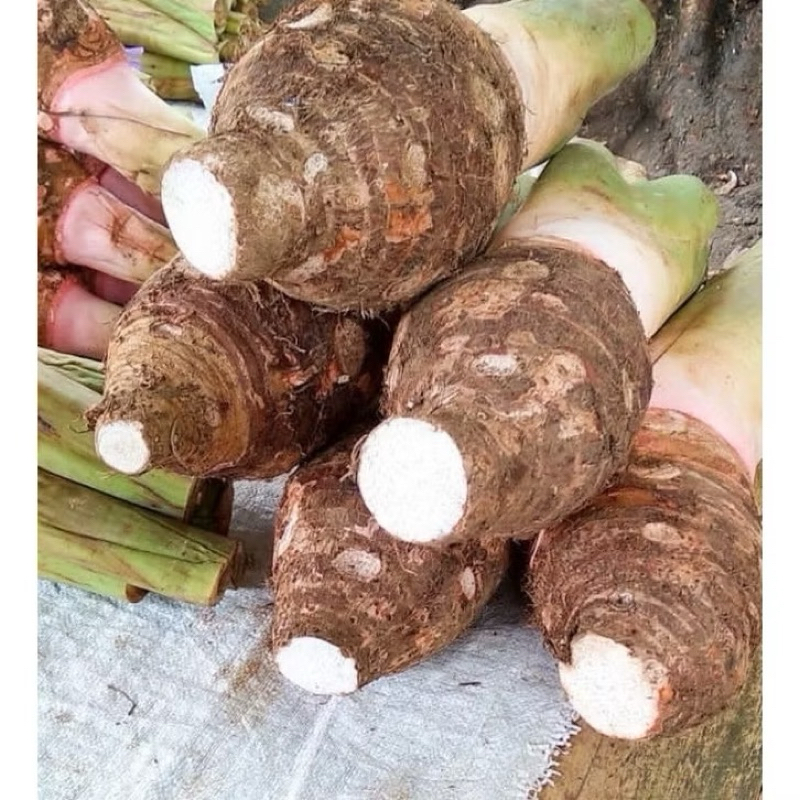 Jual Buah Keladi / Talas 1 Kg Fresh Kebun Sendiri | Shopee Indonesia