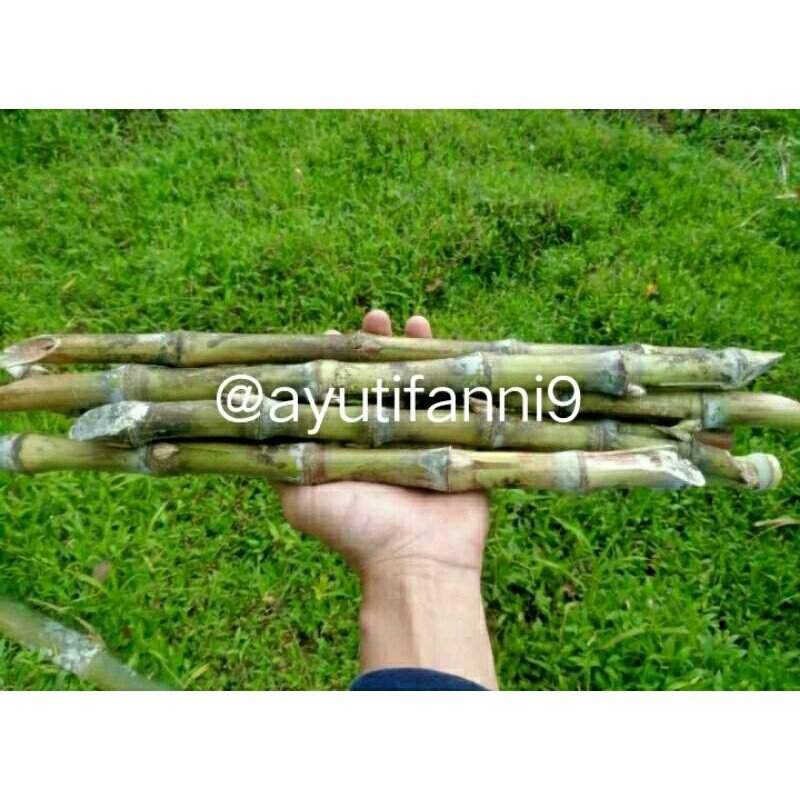 Jual Bibit Tebu Telur ( Terubuk) | Shopee Indonesia