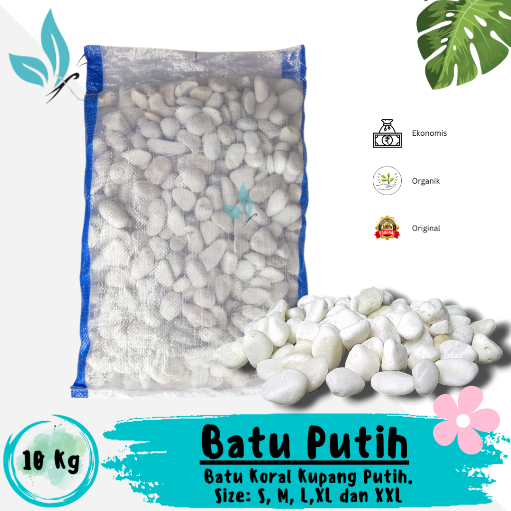 Jual Batu Koral Kupang Putih Alam Media Taman Aquascape Hias Karung 10 Kg | Shopee Indonesia