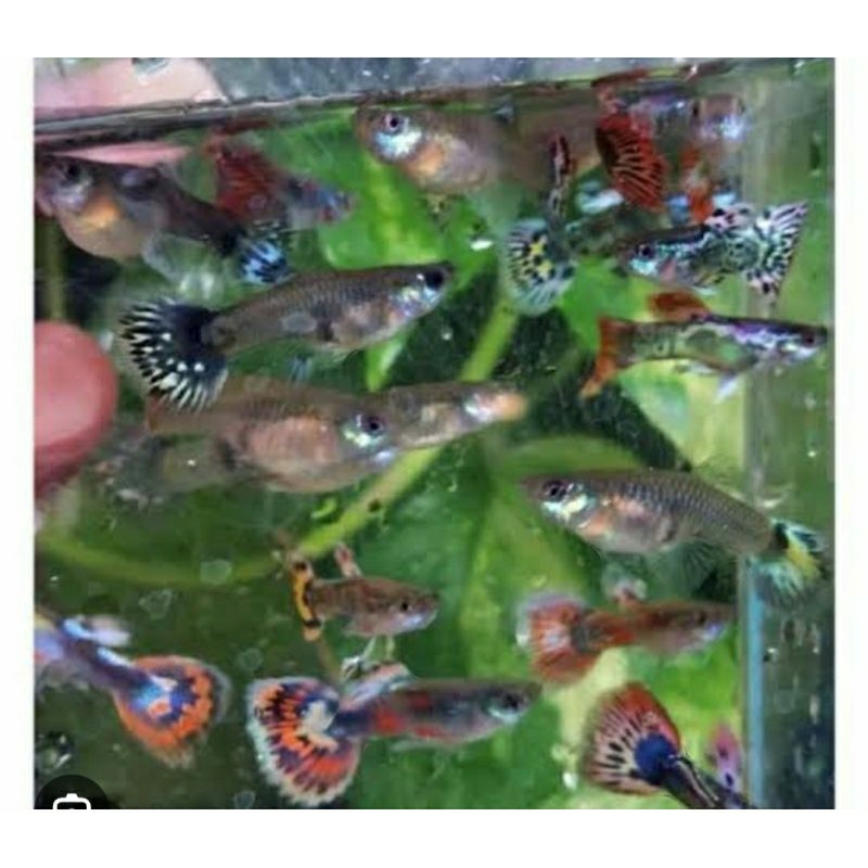 Jual (pakan) Gupyy cendolan per 10 ekor | Shopee Indonesia