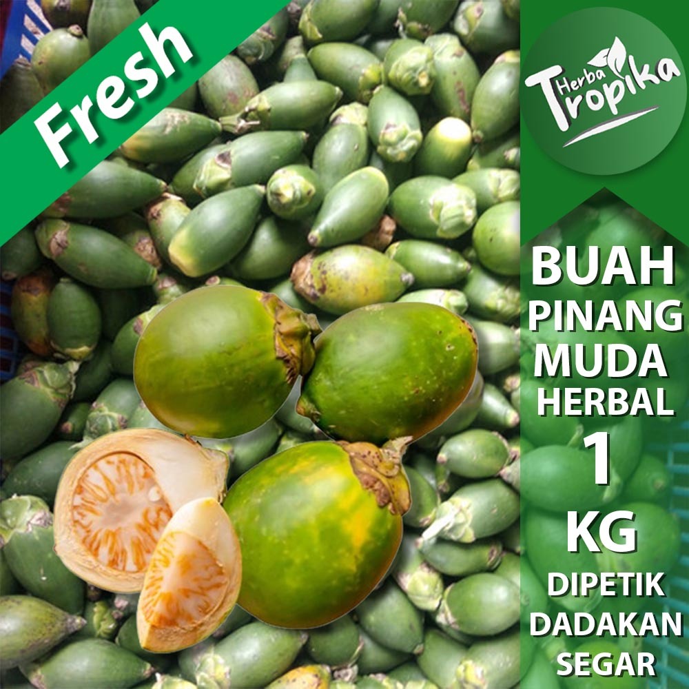 Jual Buah Pinang / Jambe muda segar 1 kg rempah dan herbal alami toko ...