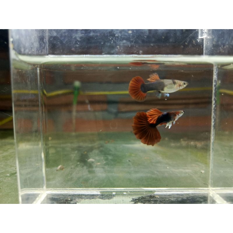 Jual stiker Hb red rosetail | Shopee Indonesia