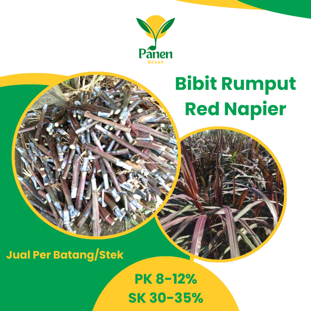 Jual Bibit Rumput Red Napier Kualitas Unggul Jual Per Stek/Batang ...