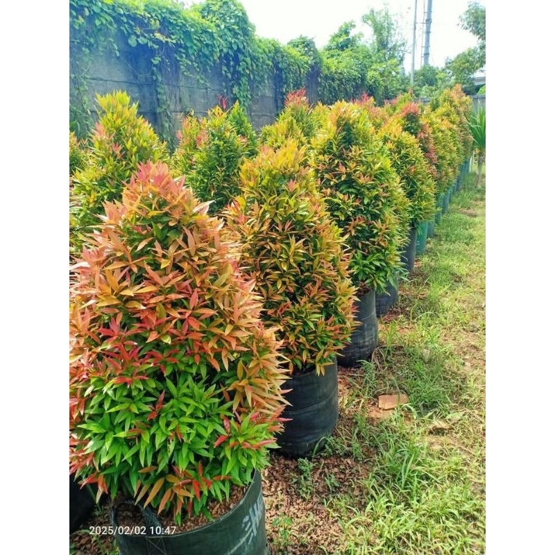 Jual Bibit pucuk merah rimbun/murah/40 - 60 cm | Shopee Indonesia