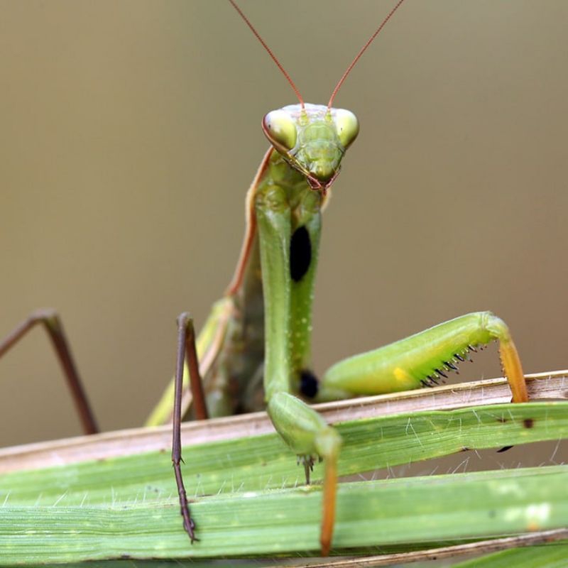 Jual BELALANG SEMBAH | Shopee Indonesia