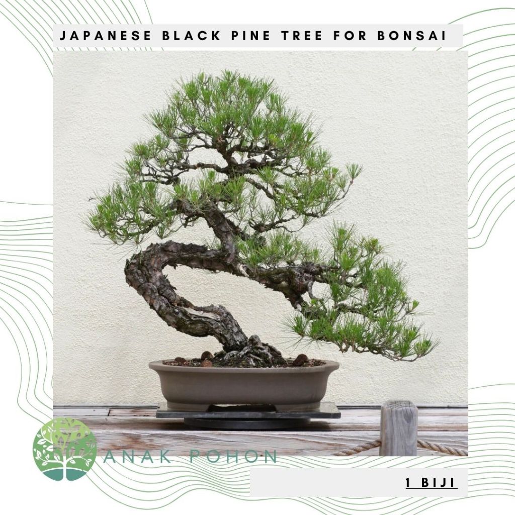 Jual Benih Bibit Biji - Japanese Black Pine / Pinus Hitam Jepang (Pinus ...