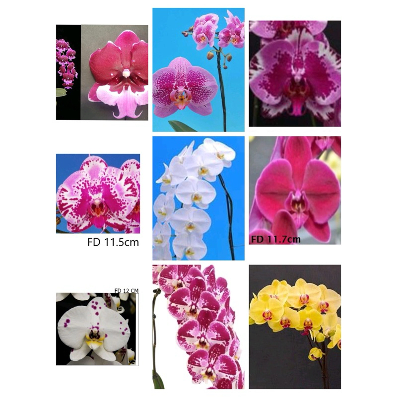 Jual ANGBUL REMAJA DPT 4 BAGUS BEDA ID | Shopee Indonesia
