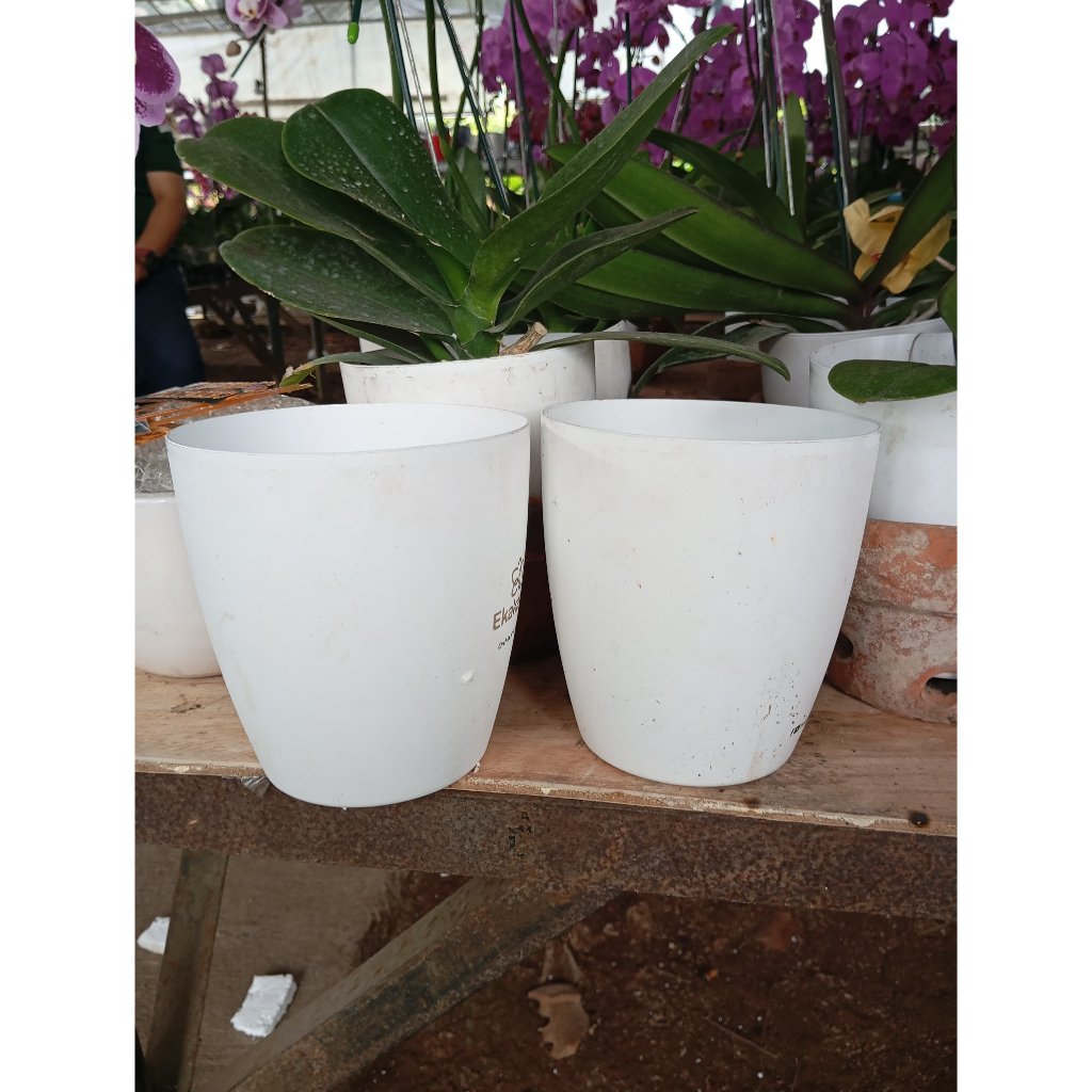 Jual Pot Plastik Putih Bekas untuk Anggrek Bulan atau Tanaman Hias ...