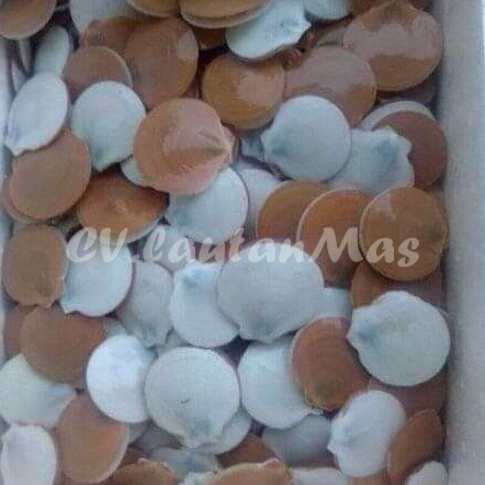 Jual Kerang Simping Segar Kerang Simping Utuh 1Kg | Shopee Indonesia