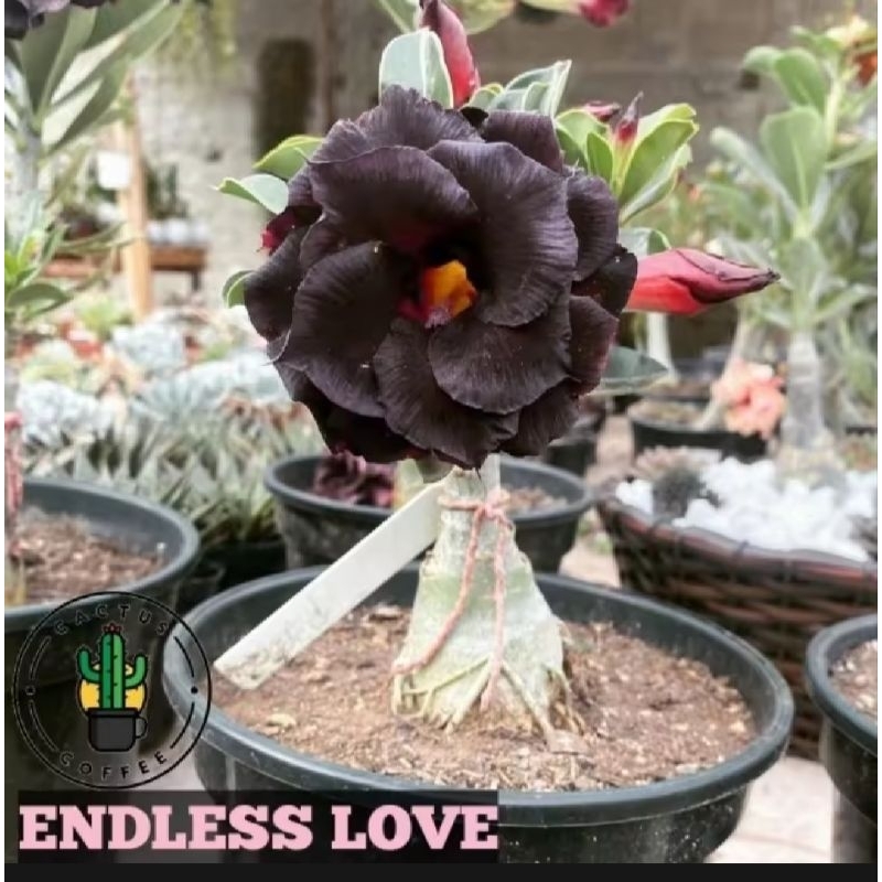 Jual ADENIUM KAMBOJA JEPANG BUNGA TUMPUK TUENDLESS LOVE ADENIUM KAMBOJA ...