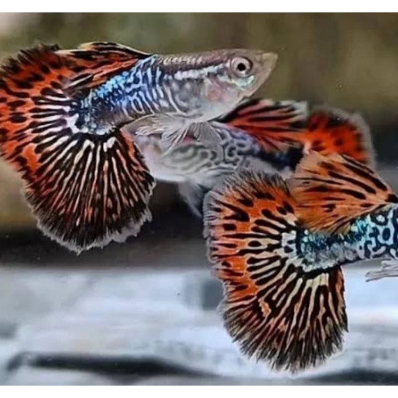 Jual ikan guppy cobra gapi gapy kobra hiasan aquarium tankmate aquascape hias gupy bisa tanpa ...