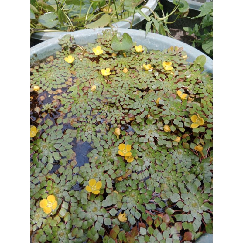 Jual Tanaman air Mozaic Bunga Kuning | Shopee Indonesia