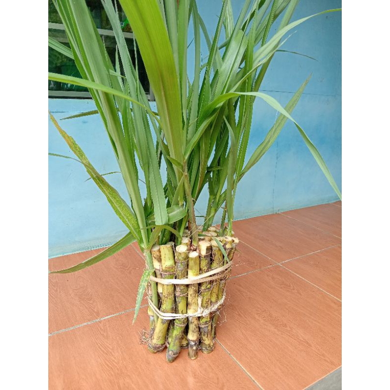 Jual Bibit tebu telur,terubuk endog,tebu air isi 5 batang | Shopee ...