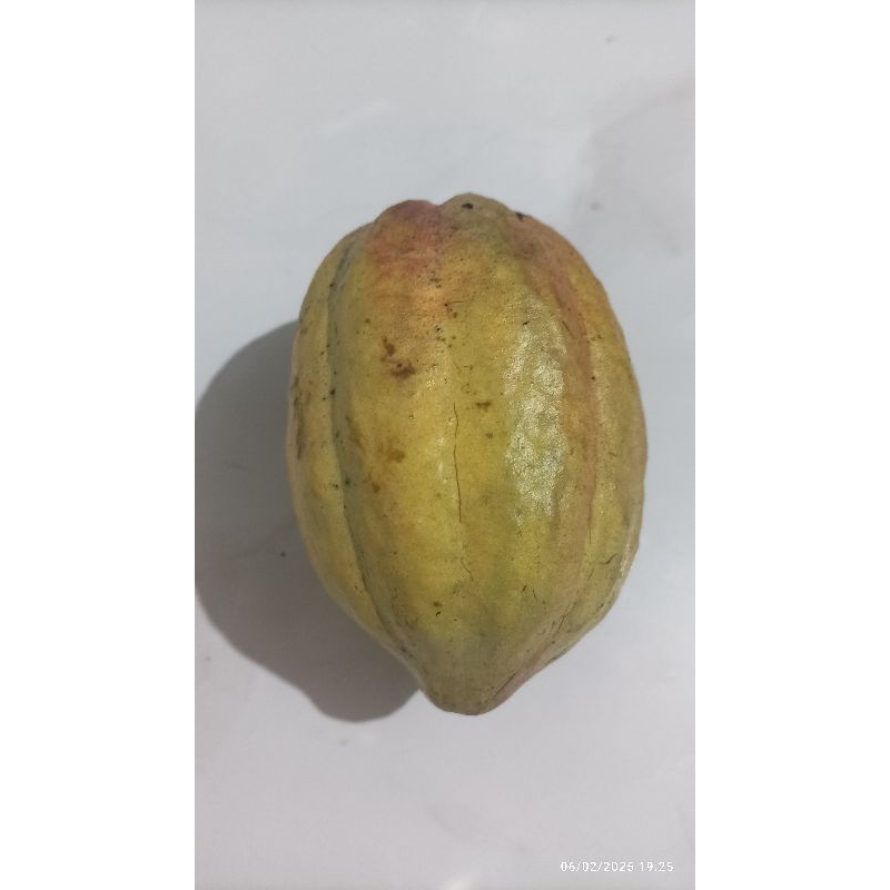 Jual Buah kakao Untuk Bibit buah kakao matang di pohon buah Coklat buah ...