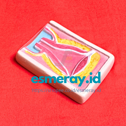 Jual Media Praktek/Pelatihan/Edukasi Pemasangan AKDR-Model Kotak Mini ...