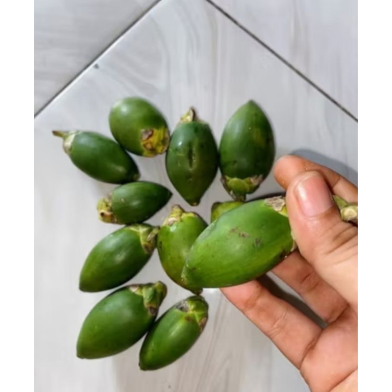 Jual buah pinang muda/tua segar baru petik 500gr-1kg | Shopee Indonesia