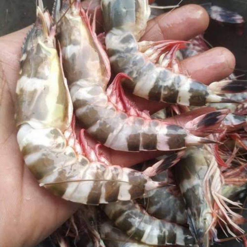 Jual Udang windu segar fresh/ udang segar windu fresh | Shopee Indonesia