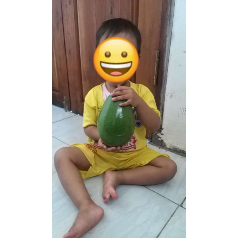 Jual alpukat/avocada aligator alpukat mentega aligator alpukat jumbo ...