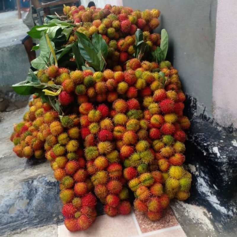 Jual RAMBUTAN RAPIAH 2 IKAT/RAMBUTAN BOTAK | Shopee Indonesia