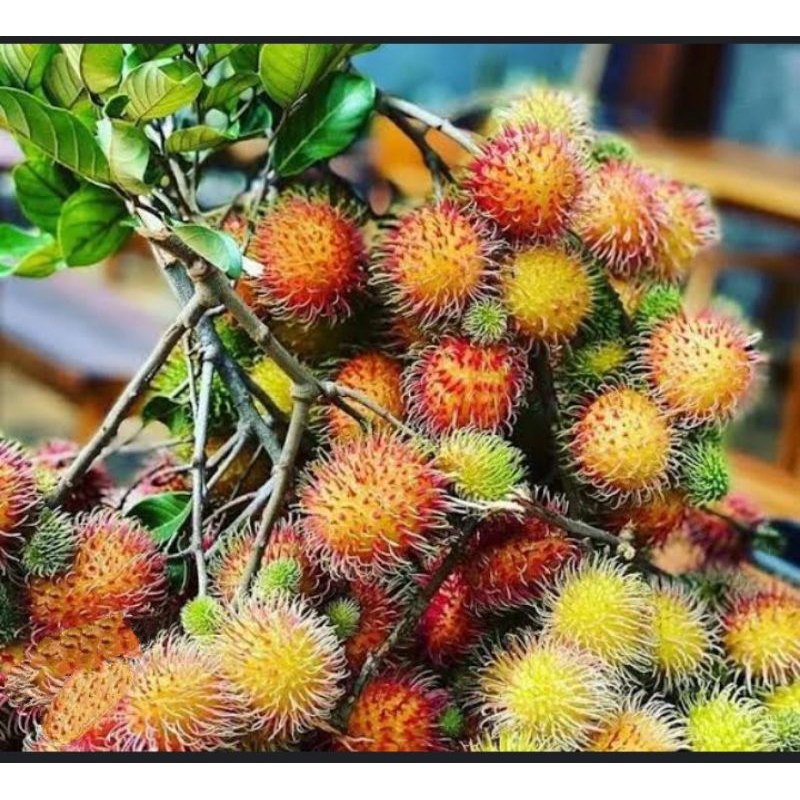 Jual BUAH RAMBUTAN MATANG DI POHON, RAMBUTAN ORGANIK | Shopee Indonesia