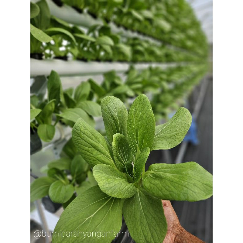 Jual Pakcoy Hidroponik 1Kg | Shopee Indonesia
