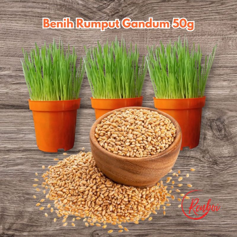 Jual Benih bibit rumput gandum 50gr dijamin tumbuh semua | Shopee Indonesia