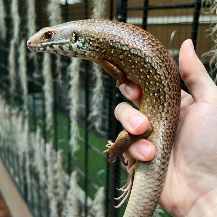Jual Major Skink / Egernia Frerei / Bellatorias Frerei / Kadal Major ...