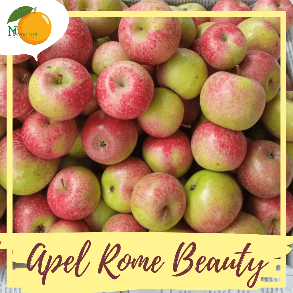 Jual BARU DIPETIK! Apel Rome Beauty Malang Fresh 1kg isi 10-12 buah ...