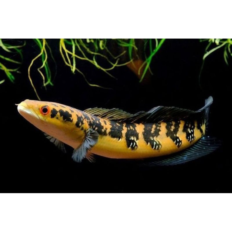 Jual Channa maru Yellow sentarum sortiran 7-8cm | Shopee Indonesia